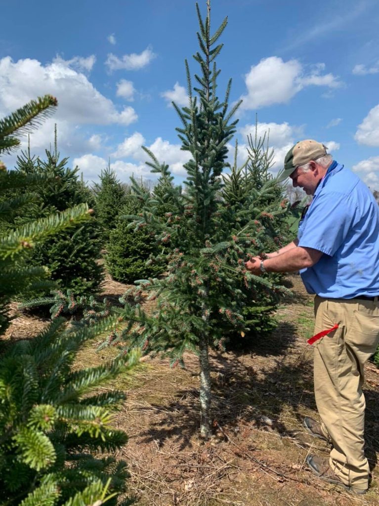 Supply of live Christmas trees varies in region - Herald-Standard